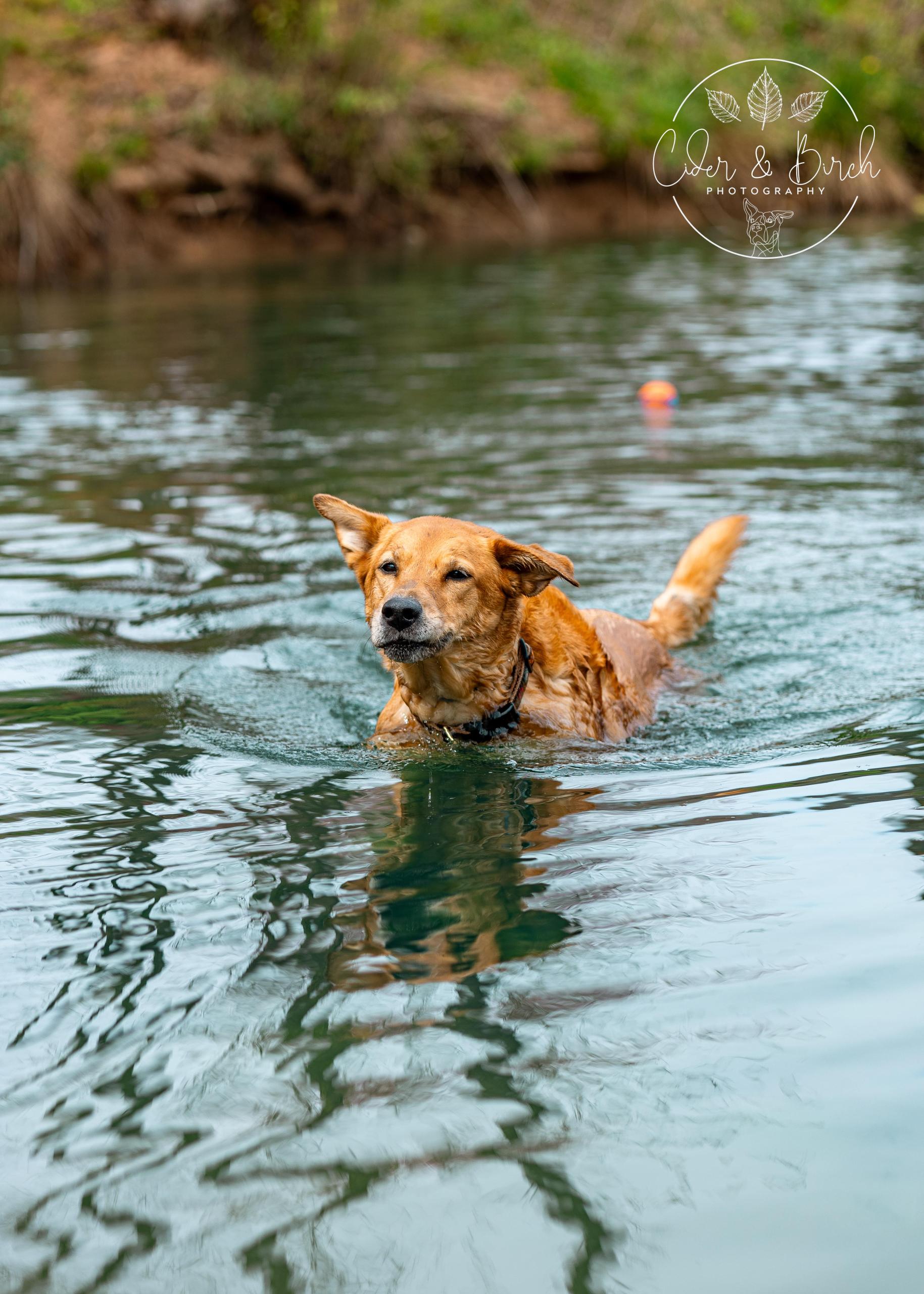 Doggy Paddle 101: How to Teach Your Dog to Swim