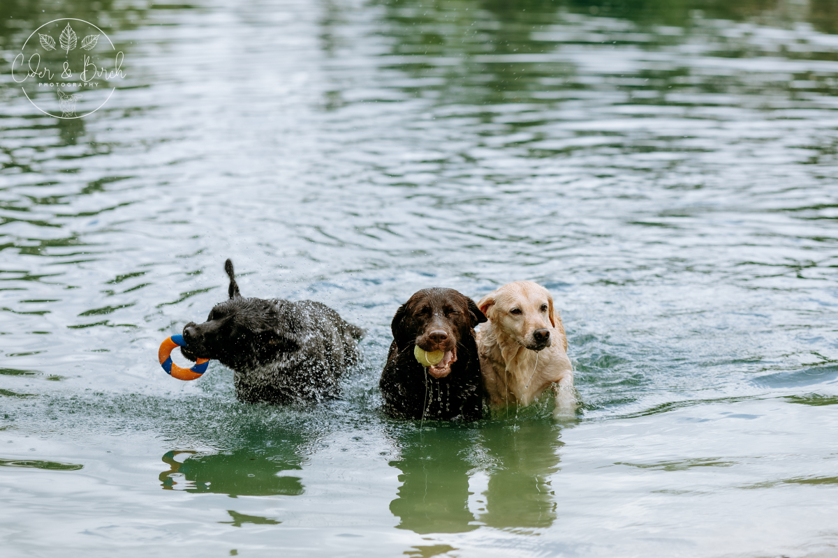Doggy Paddle 101: How to Teach Your Dog to Swim